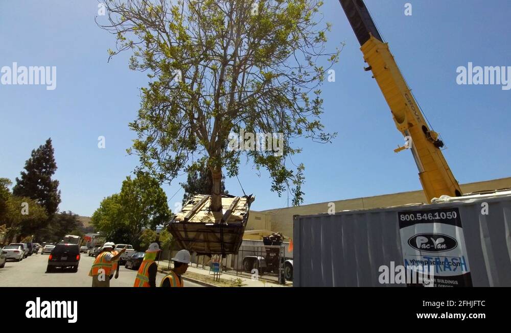 Crane tree Stock Videos & Footage - HD and 4K Video Clips - Alamy
