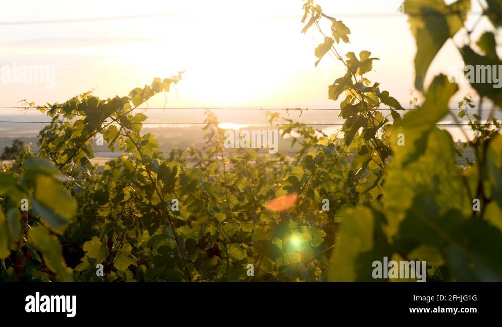 Sun vine leaf Stock Videos & Footage - HD and 4K Video Clips - Alamy