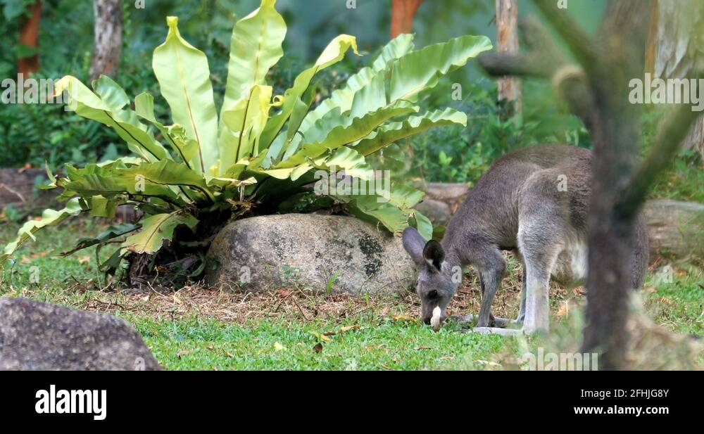 Australian flora and fauna Stock Videos & Footage - HD and 4K Video ...