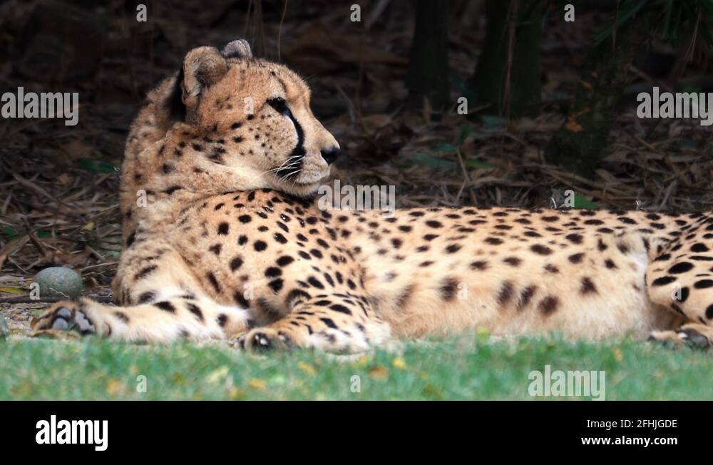 Close up view of cheetah portrait while yawning and exposing big fangs ...