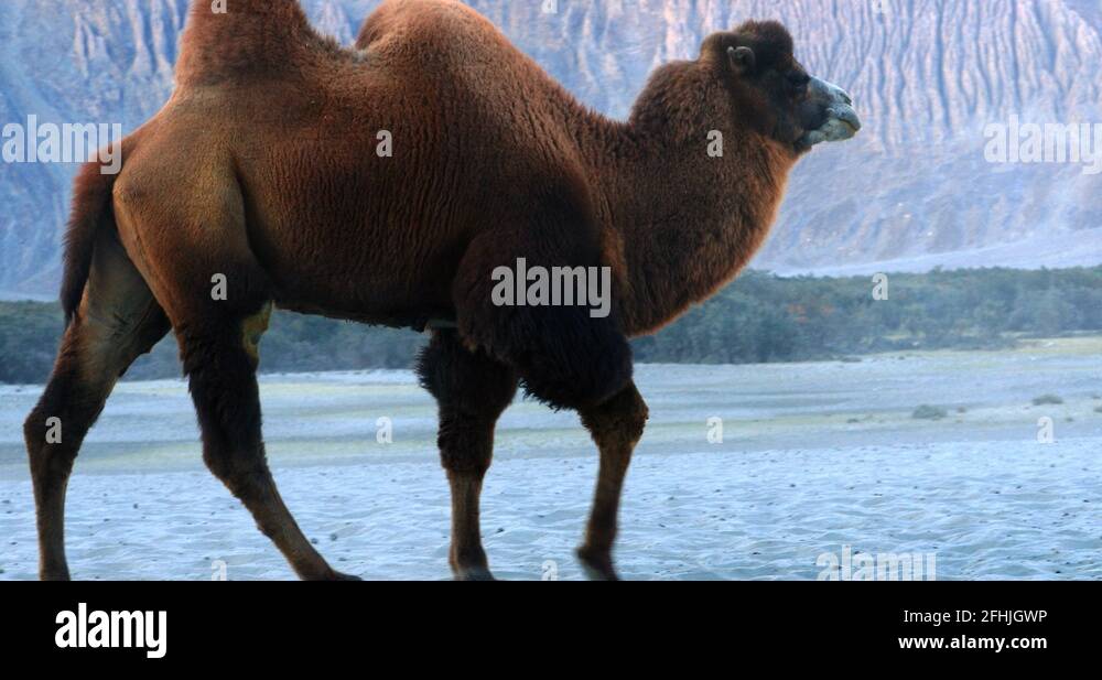 Indian camel Stock Videos & Footage - HD and 4K Video Clips - Alamy