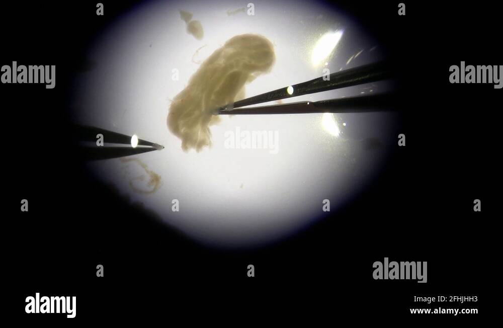 researcher scientist microscope mouse brain dissection forceps more ...