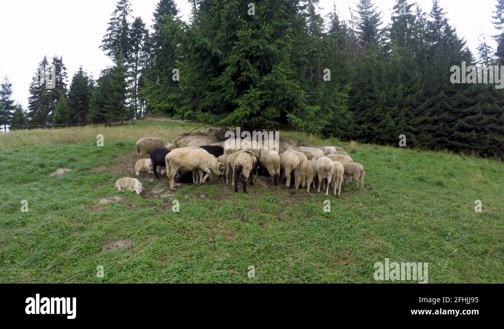 Sheep under a tree Stock Videos & Footage - HD and 4K Video Clips - Alamy