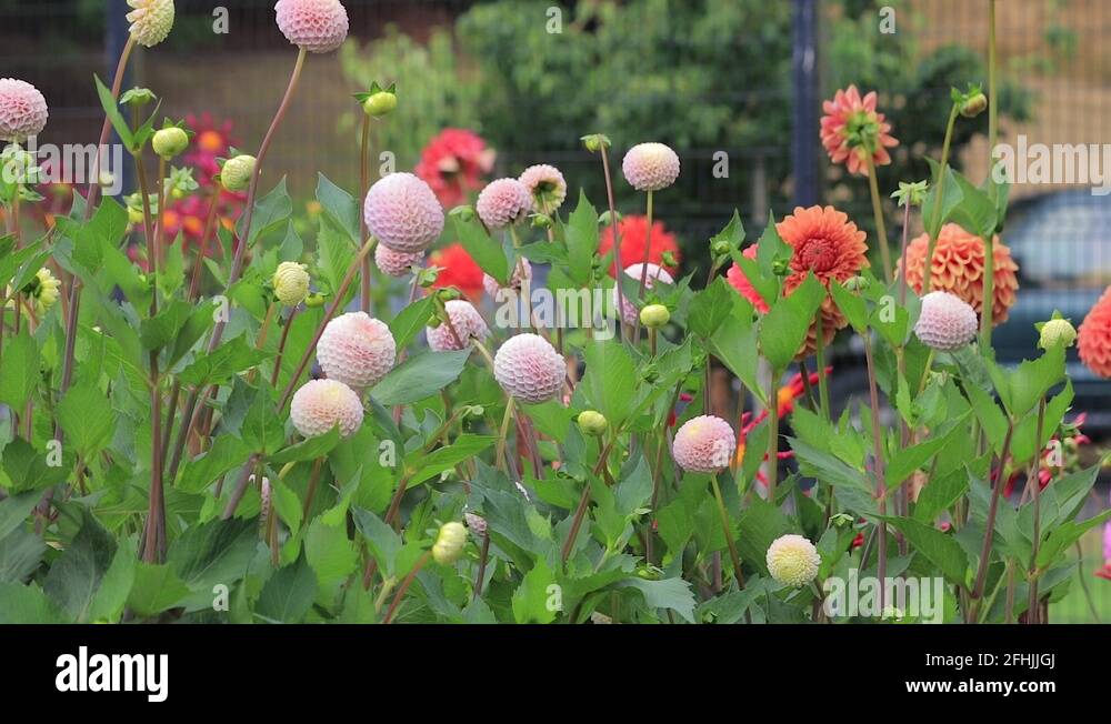 Dahlia pattern Stock Videos & Footage - HD and 4K Video Clips - Alamy