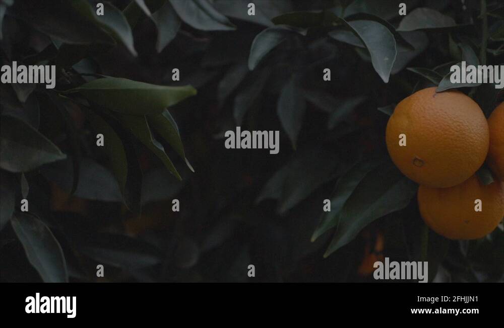 Orange family tree Stock Videos & Footage - HD and 4K Video Clips - Alamy