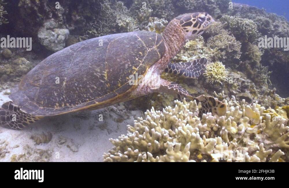 A critically endangered hawksbill sea turtle looking for food by ...