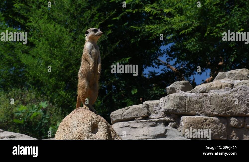 Guarding animals Stock Videos & Footage - HD and 4K Video Clips - Alamy