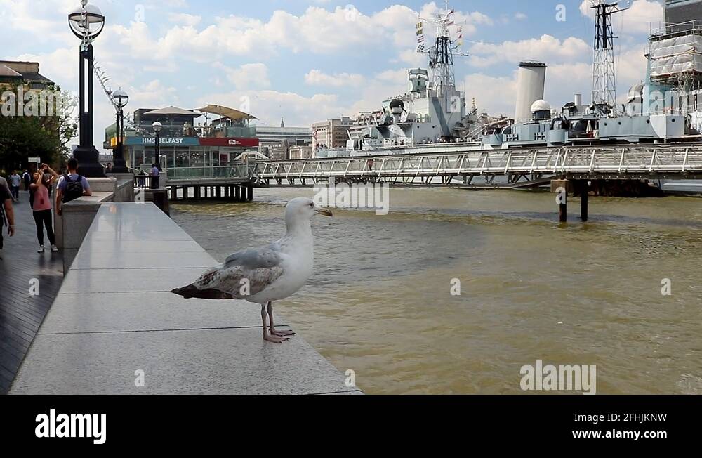 River thames wildlife Stock Videos & Footage - HD and 4K Video Clips ...