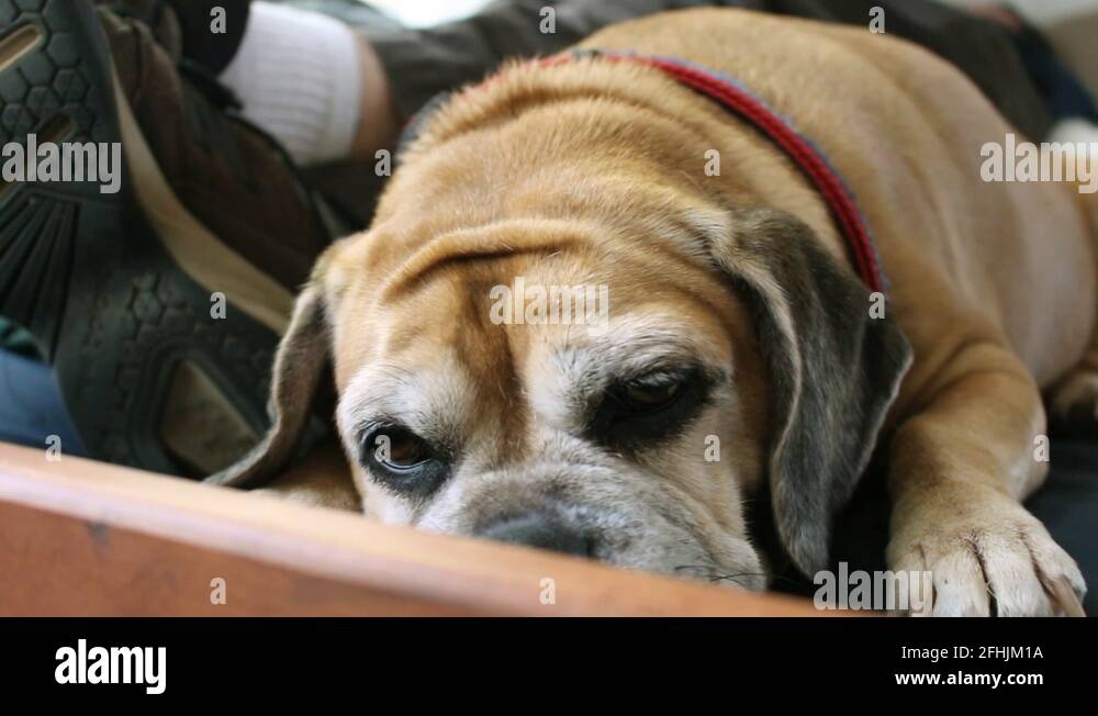 Pouting dog Stock Videos & Footage - HD and 4K Video Clips - Alamy