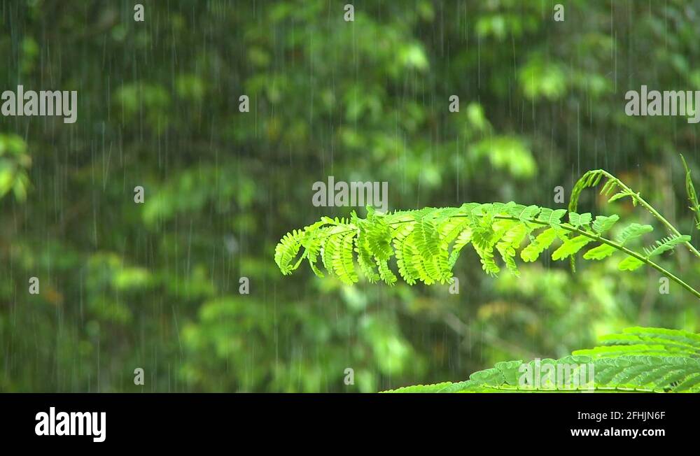 Jungle rain forest Stock Videos & Footage - HD and 4K Video Clips - Alamy