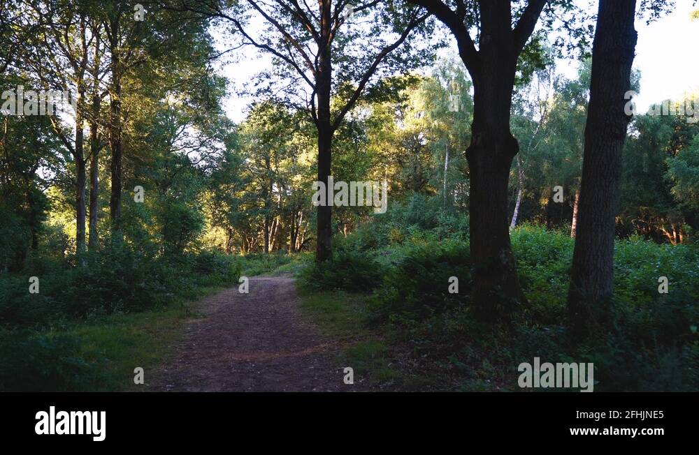 Secret path in a forest Stock Videos & Footage - HD and 4K Video Clips ...
