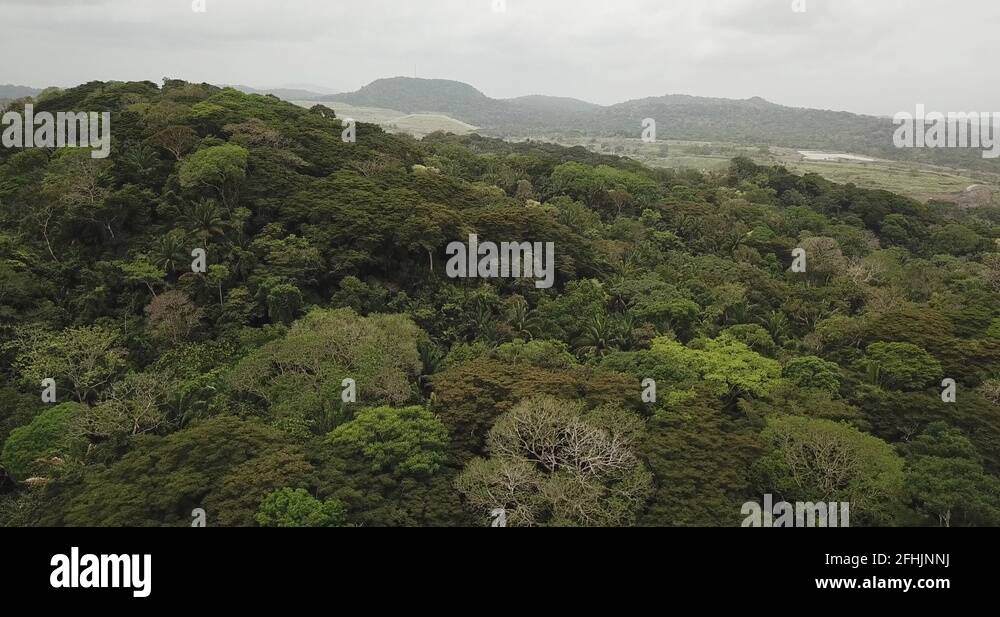 Panama jungle Stock Videos & Footage - HD and 4K Video Clips - Alamy