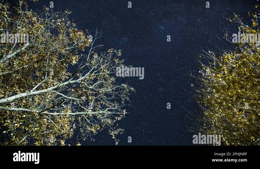 Lit trees Stock Videos & Footage - HD and 4K Video Clips - Alamy