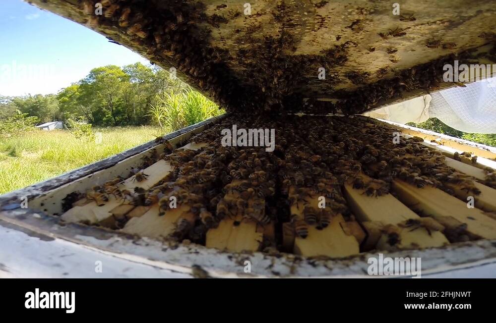 Opening a beehive Stock Videos & Footage - HD and 4K Video Clips - Alamy