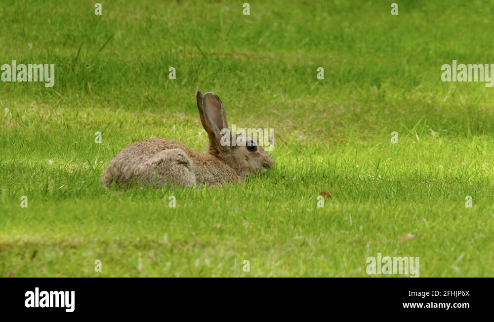 Rabbits garden Stock Videos & Footage - HD and 4K Video Clips - Alamy