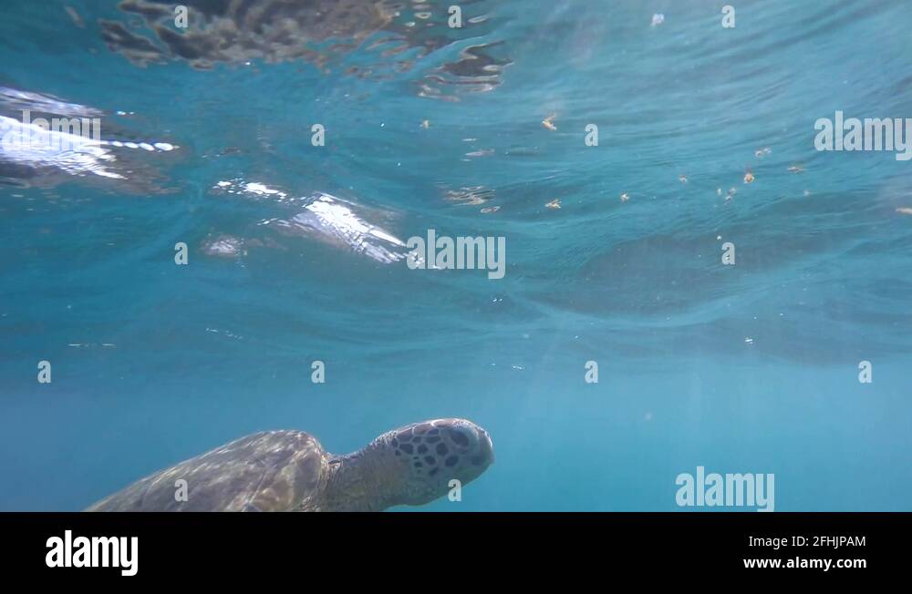 Breathing while swimming Stock Videos & Footage - HD and 4K Video Clips ...