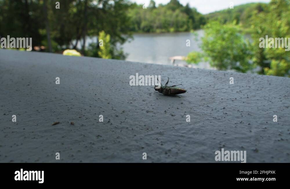 Upside down insect Stock Videos & Footage - HD and 4K Video Clips - Alamy