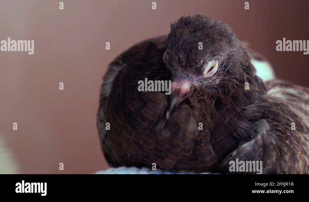 Fluffy pigeon Stock Videos & Footage - HD and 4K Video Clips - Alamy