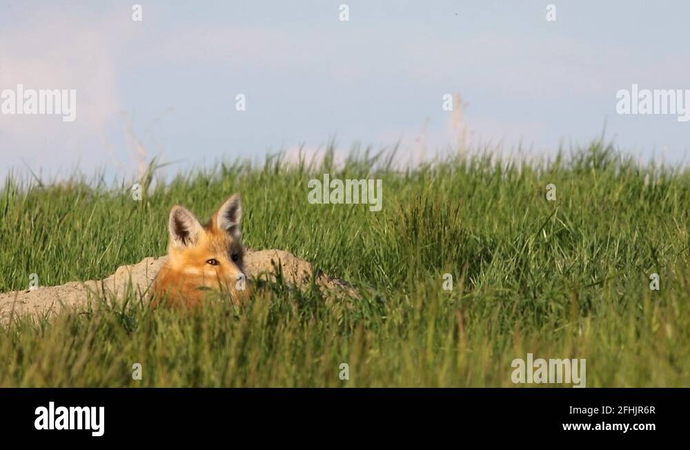 Red fox den Stock Videos & Footage - HD and 4K Video Clips - Alamy