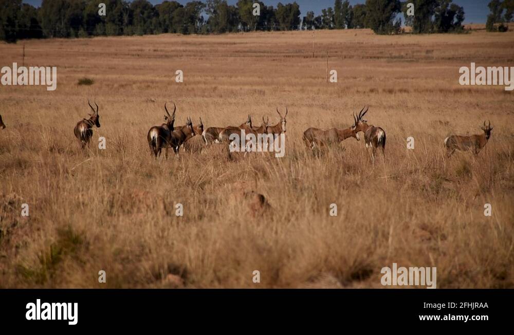 Springboks south africa Stock Videos & Footage - HD and 4K Video Clips ...