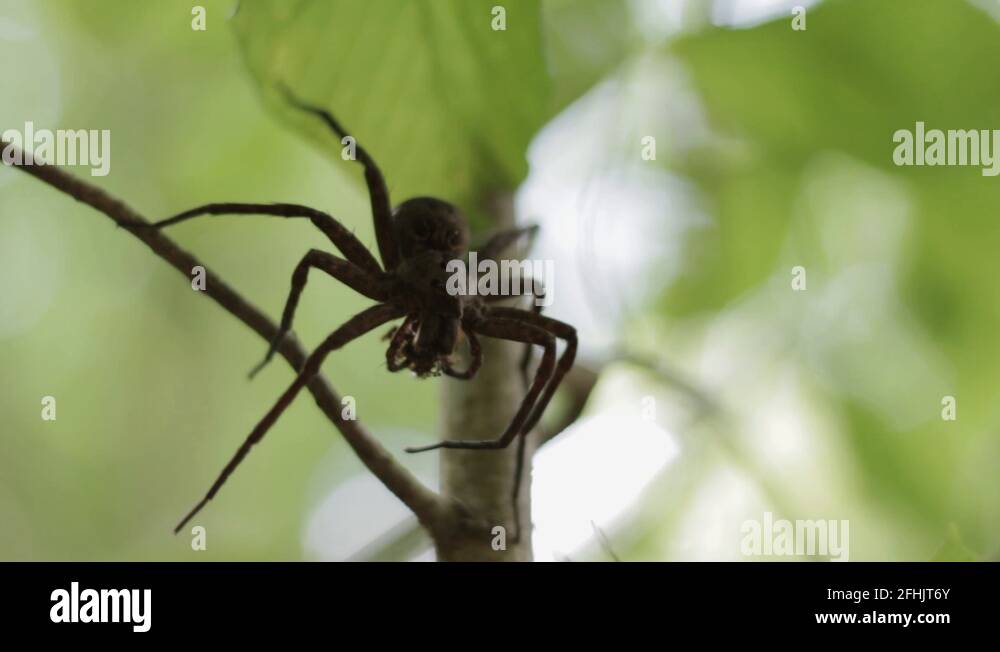 A spider is not an insect Stock Videos & Footage - HD and 4K Video ...