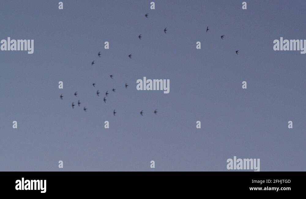 School of birds Stock Videos & Footage - HD and 4K Video Clips - Alamy
