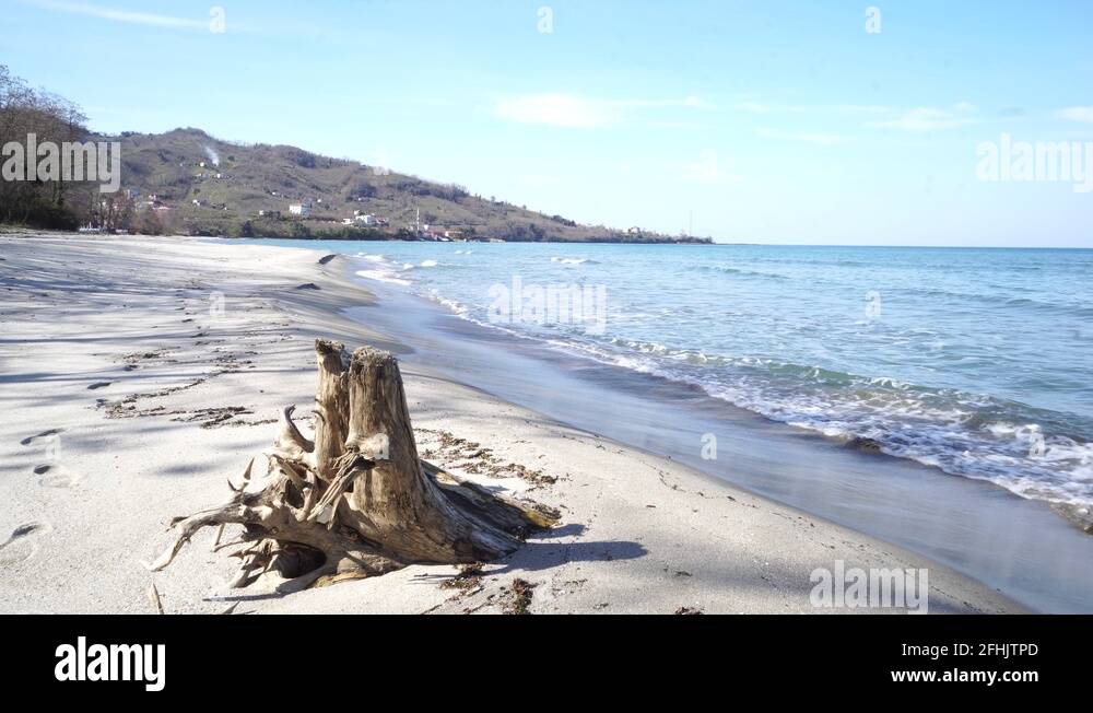 Tree root on the beach Stock Videos & Footage - HD and 4K Video Clips ...