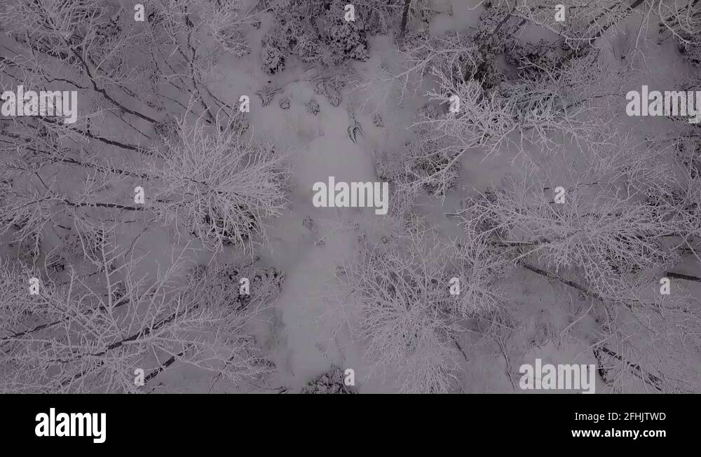 Overhead drone footage of a snowy forest landscape after a fresh ...