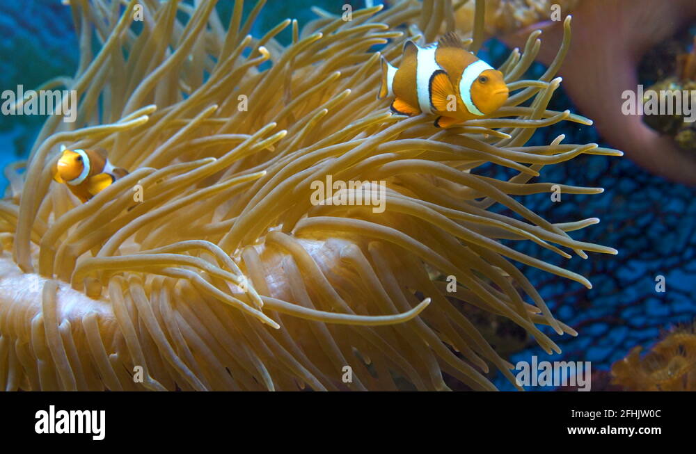 Orange clownfish amphiprion percula Stock Videos & Footage - HD and 4K ...