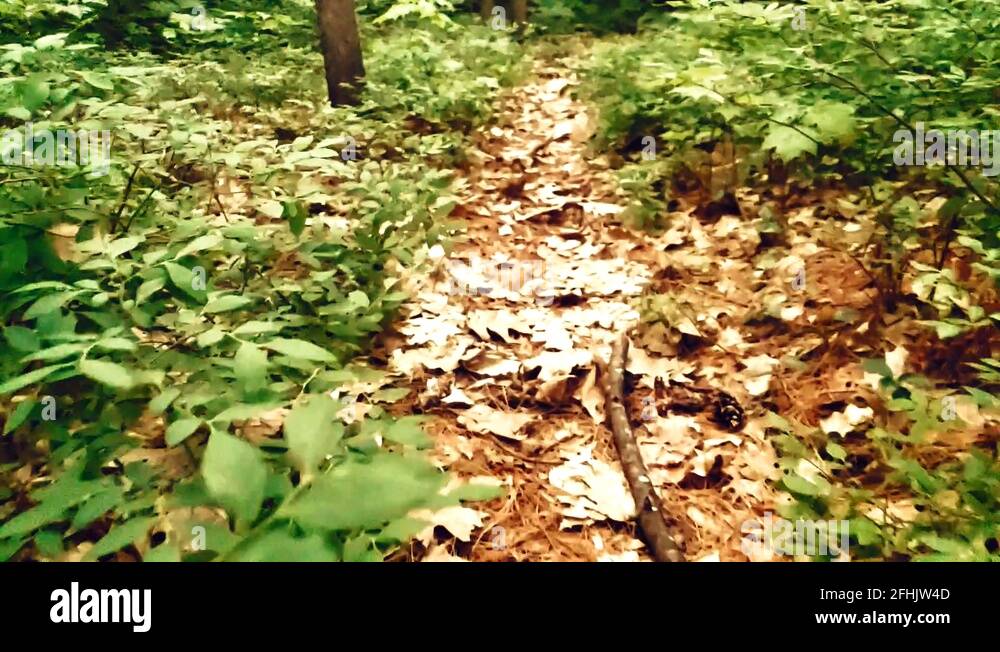 Walking the trails Stock Videos & Footage - HD and 4K Video Clips - Alamy