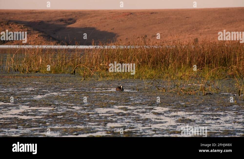 Fish eating duck Stock Videos & Footage - HD and 4K Video Clips - Alamy