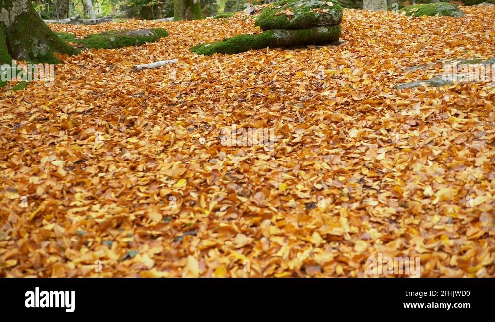 Fugitive running Stock Videos & Footage - HD and 4K Video Clips - Alamy