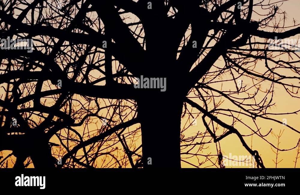 Nature trees trees and trees Stock Videos & Footage - HD and 4K Video ...