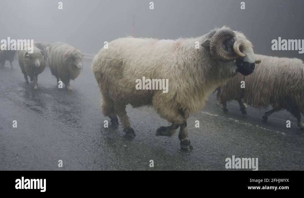 Weather goat Stock Videos & Footage - HD and 4K Video Clips - Alamy
