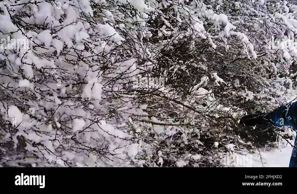 Shaking tree Stock Videos & Footage - HD and 4K Video Clips - Alamy