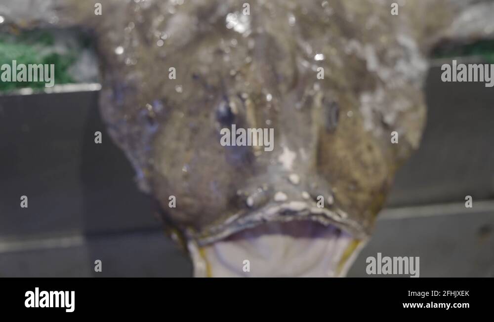 Monk fish Stock Videos & Footage - HD and 4K Video Clips - Alamy