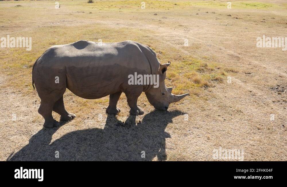 Rhinocerotidae Stock Videos & Footage - HD and 4K Video Clips - Alamy