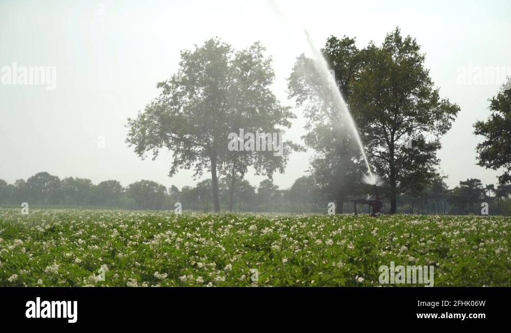 Row crop irrigation Stock Videos & Footage - HD and 4K Video Clips - Alamy