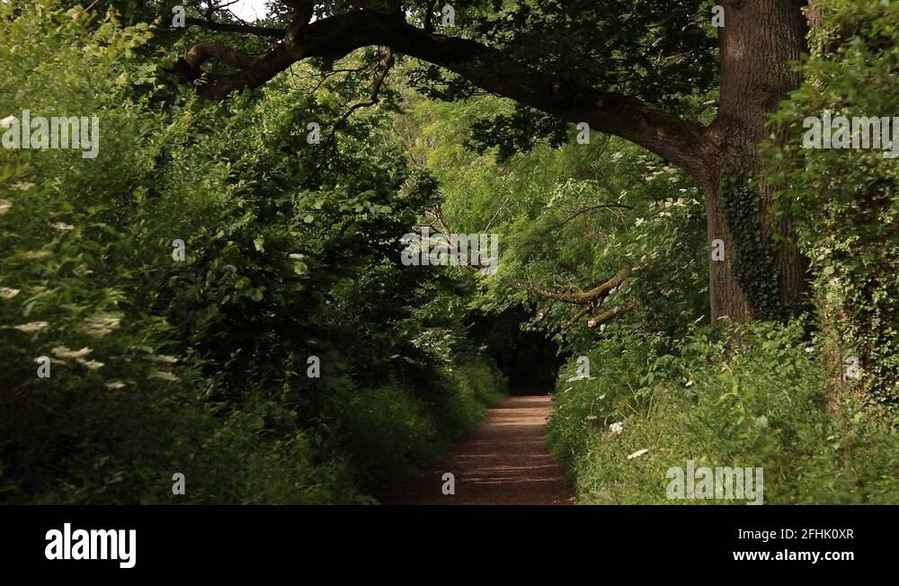 Forest glade path track Stock Videos & Footage - HD and 4K Video Clips ...