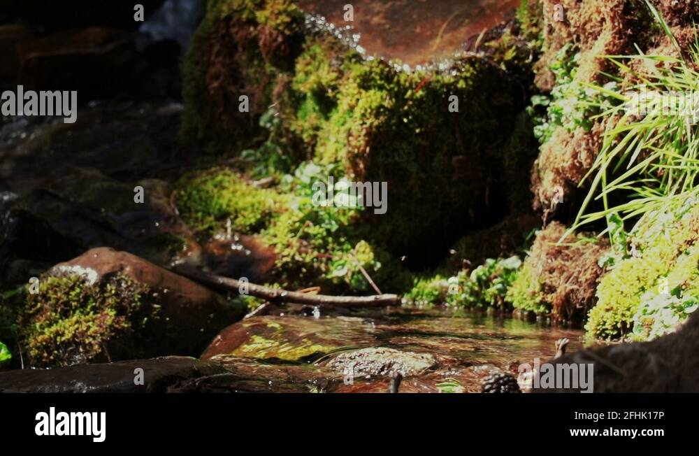 Arizona insects Stock Videos & Footage - HD and 4K Video Clips - Alamy