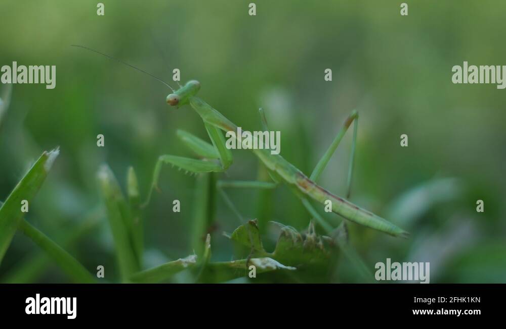 Mantis camouflage Stock Videos & Footage - HD and 4K Video Clips - Alamy