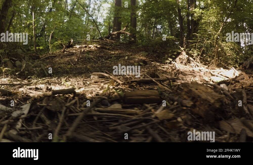 Fallen dead tree Stock Videos & Footage - HD and 4K Video Clips - Alamy