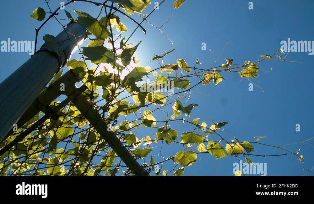 Vines on fence Stock Videos & Footage - HD and 4K Video Clips - Alamy