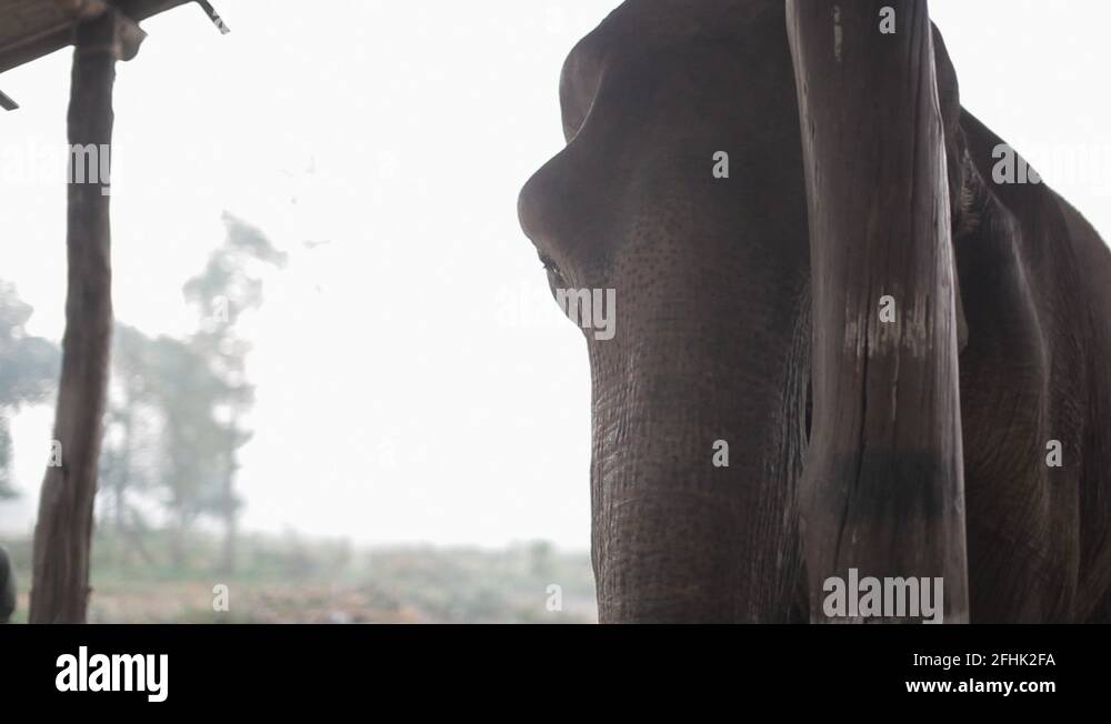 Elephant stands Stock Videos & Footage - HD and 4K Video Clips - Alamy