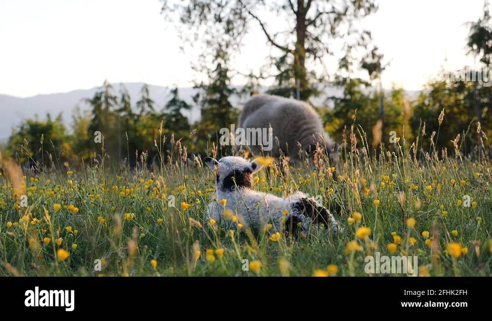 A lamb in a field with its mother Stock Videos & Footage - HD and 4K ...