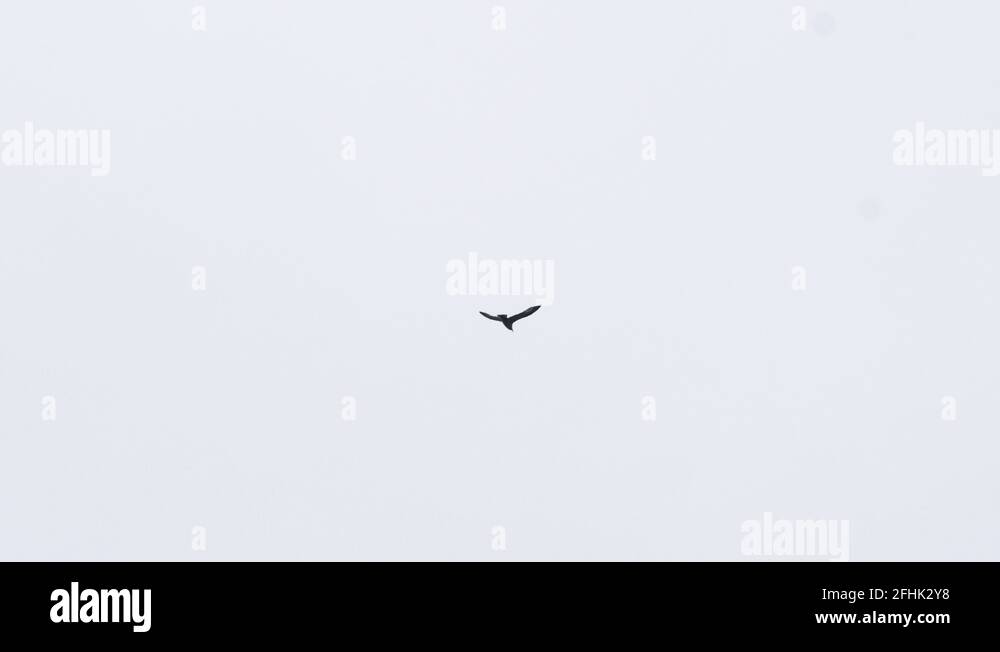 Winter bird calendar Stock Videos & Footage - HD and 4K Video Clips - Alamy
