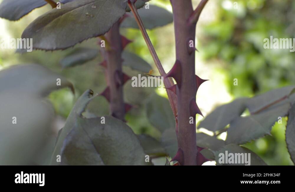 Rosal rose Stock Videos & Footage - HD and 4K Video Clips - Alamy
