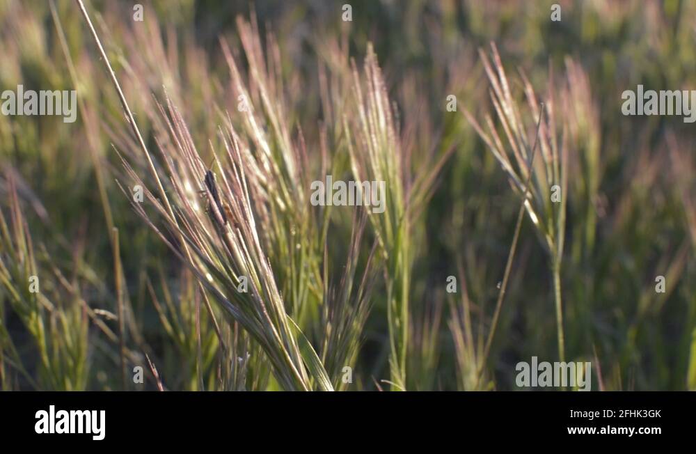 On a sprig Stock Videos & Footage - HD and 4K Video Clips - Alamy