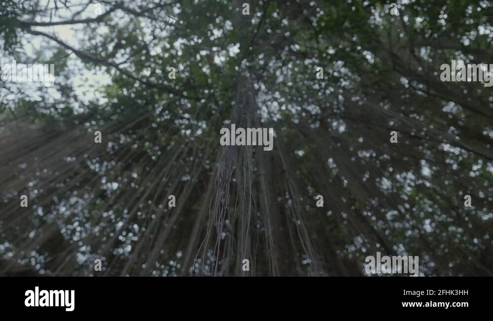 Vines Stock Videos & Footage - HD and 4K Video Clips - Alamy