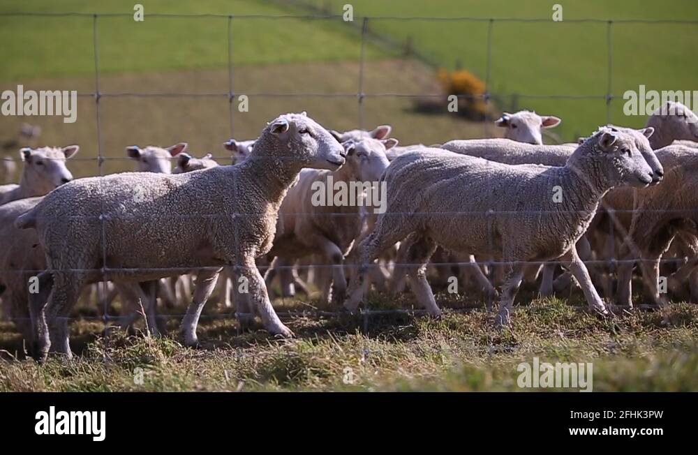 Checkingout Stock Videos & Footage - HD and 4K Video Clips - Alamy